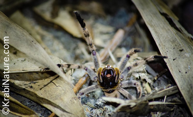 Krabi Spider Tour? (Tarantulas, Huntsman, and Wolf Spiders)